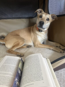 Reading Mascots get turn in the spotlight during Book Club Madness ...