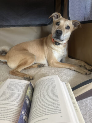 Reading Mascots get turn in the spotlight during Book Club Madness ...